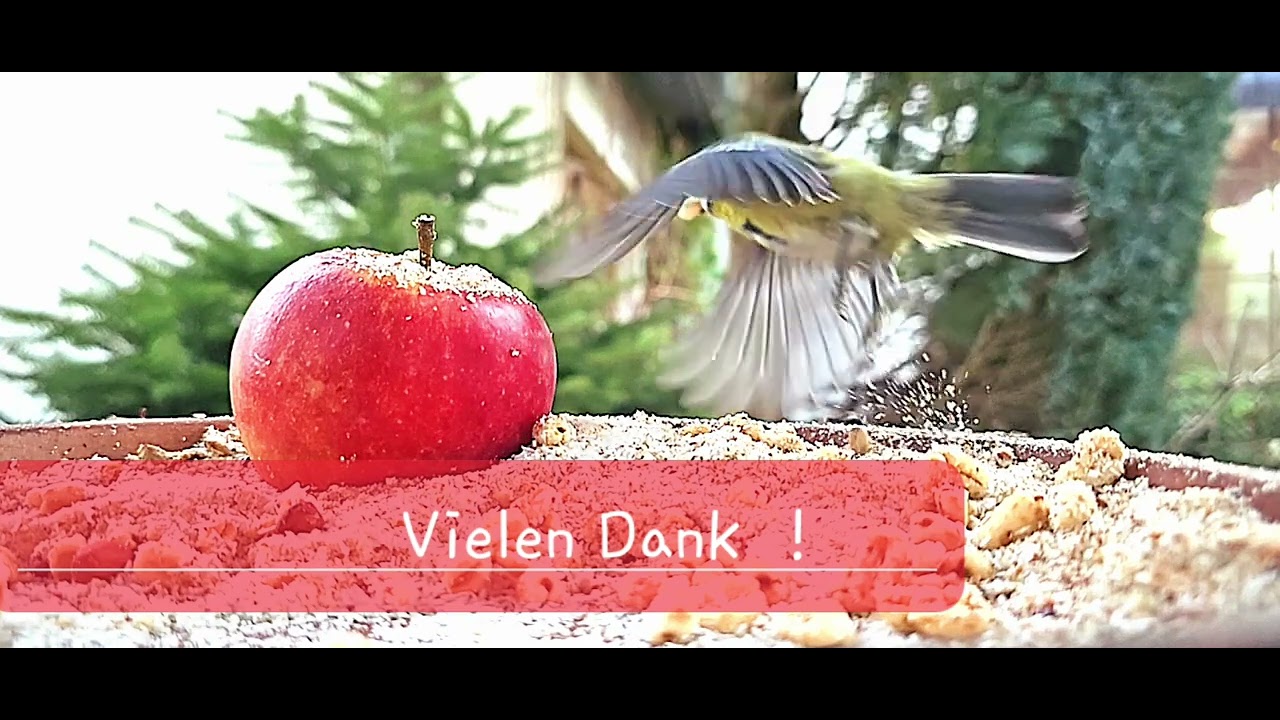 Vielen Dank Youtube