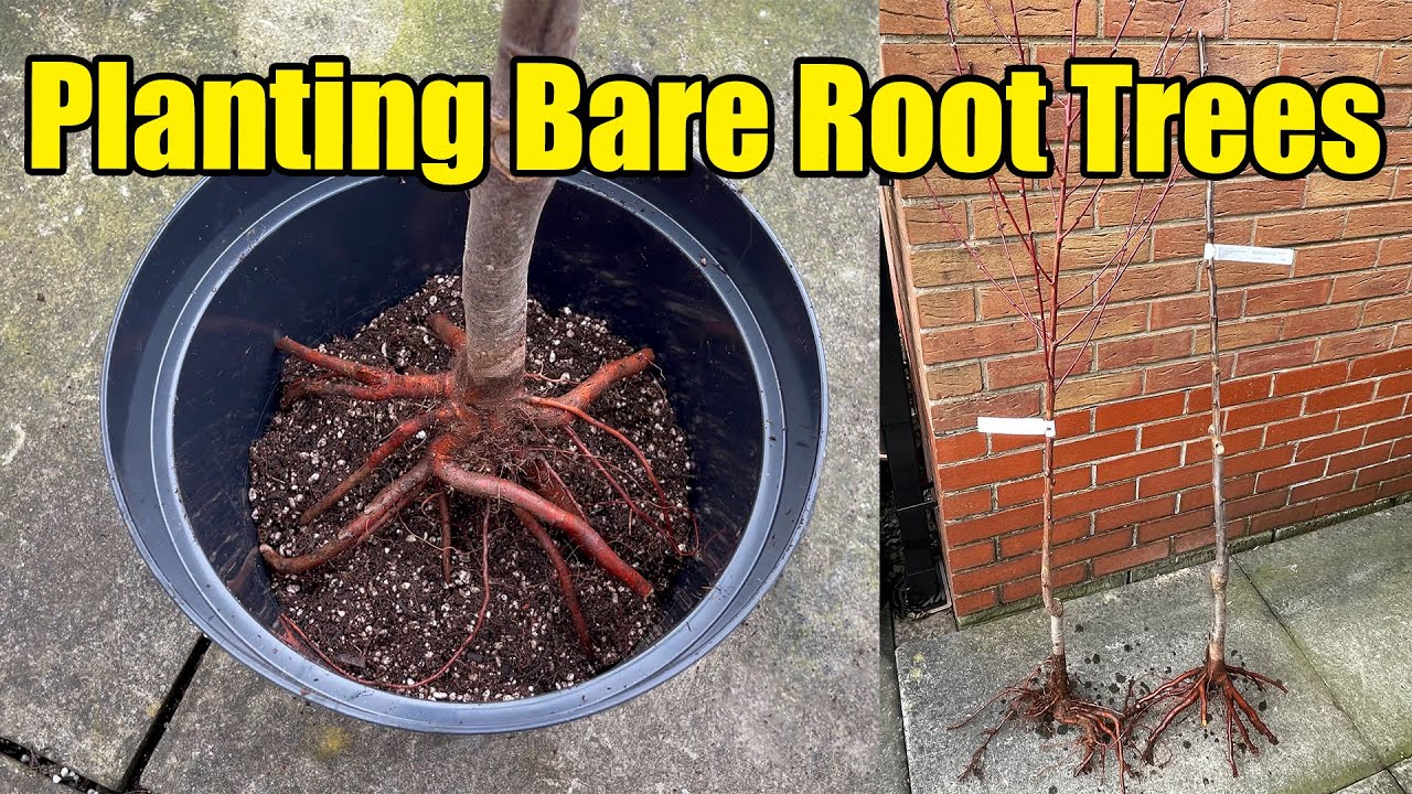 Planting Bare Root Trees In Containers A Complete Guide For Beginners
