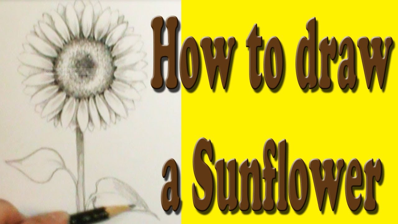 How To Draw A Sunflower Youtube
