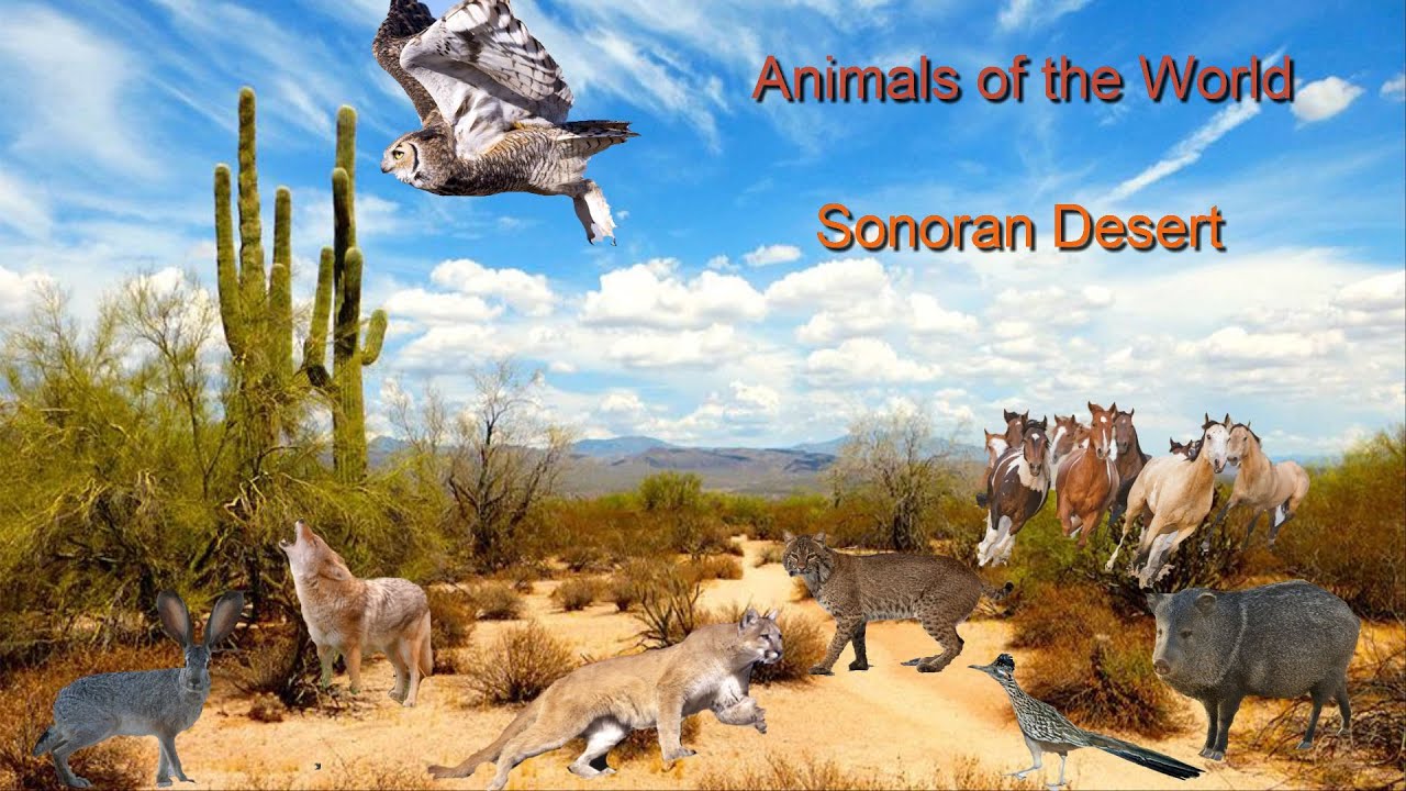 Animals Of The World Sonoran Desert Educational Videos For Kids