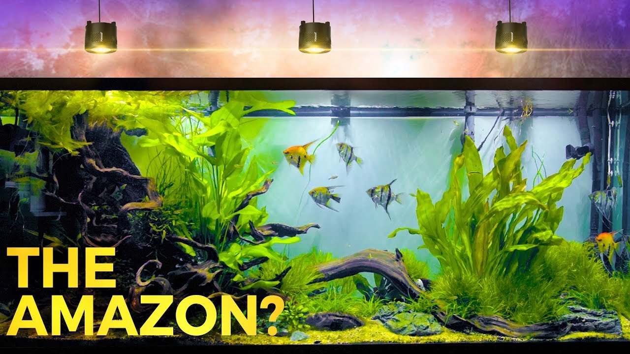 Amazon Tropical Fish Plants At Stella Bowles Blog