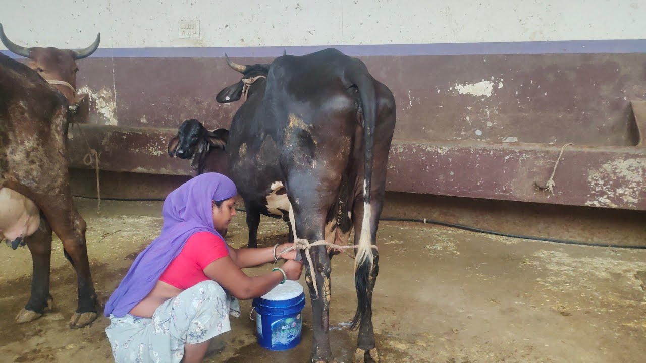 Cow Milkinng Youtube