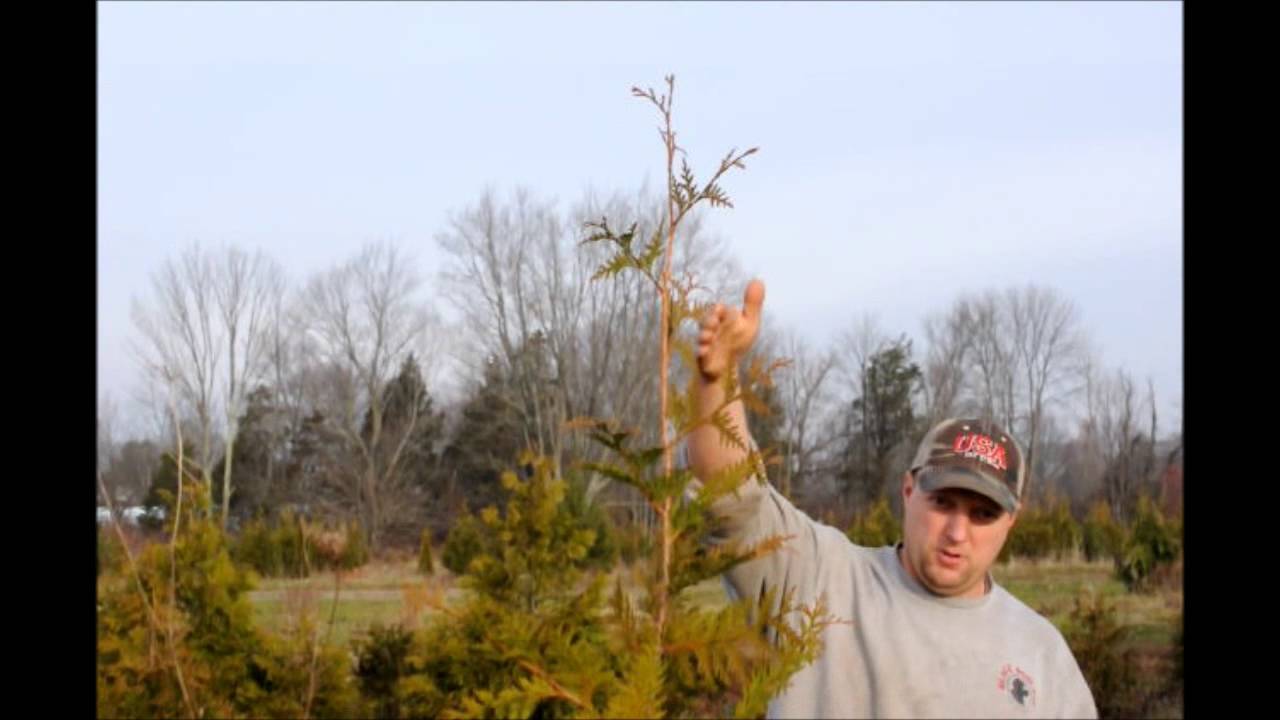 Pruning Green Giant Arborvitae Youtube