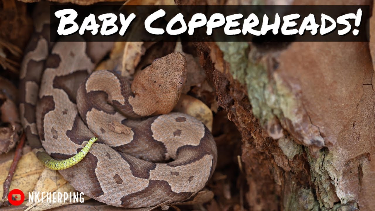 First Copperheads Of The Season Early Spring 2022 Snake Hunting In