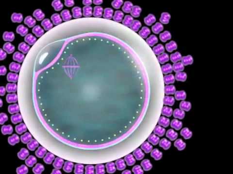 Fertilization Youtube
