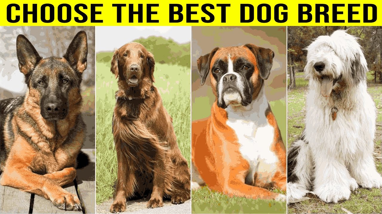 How To Choose The Perfect Dog Breed Just For You Youtube