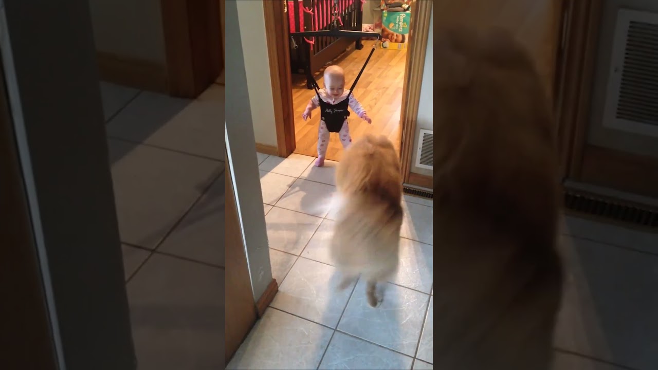 How To Socialize Feral Kittens Housepetscare