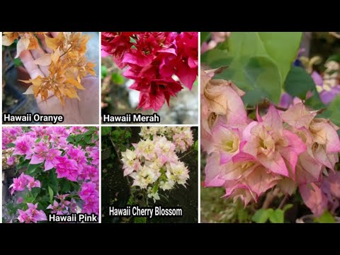 Promo Bougenvile Murah Youtube