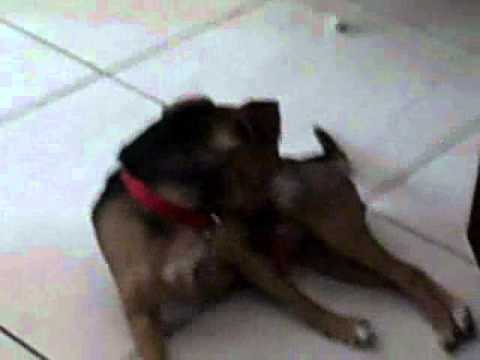 Dog Sucking Its Own Dick Youtube