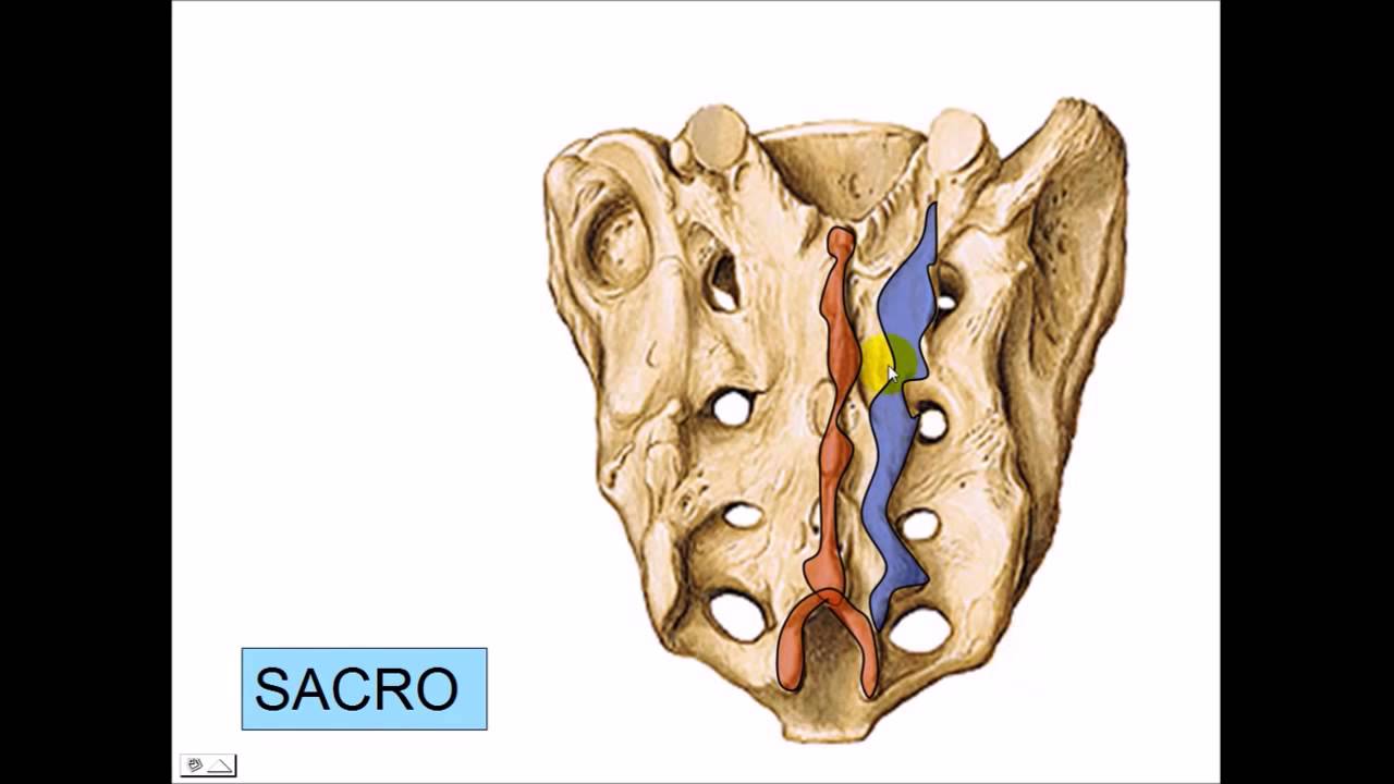 Sacro Y Coxis Youtube