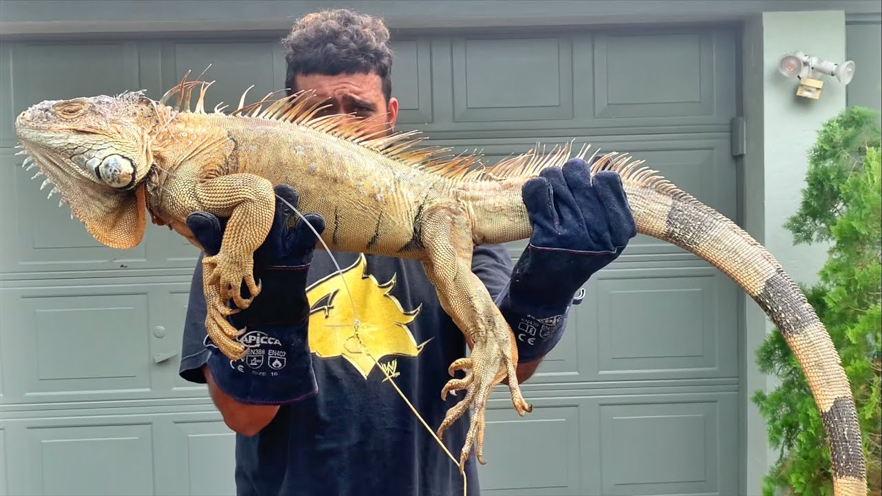 Big Iguanas Are Getting Closer And Closer To Peoples Homes Come Out