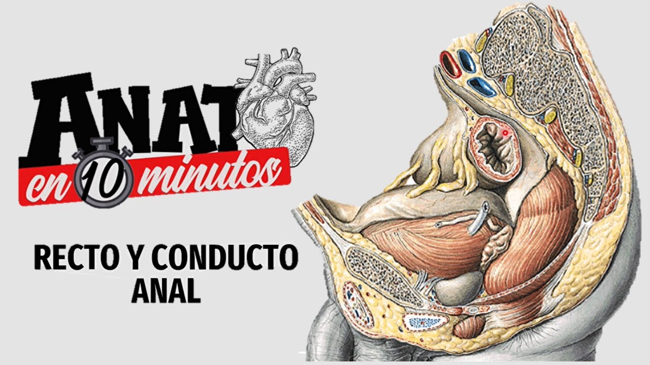 Recto Y Conducto Anal Anato En 10 Minutos Youtube