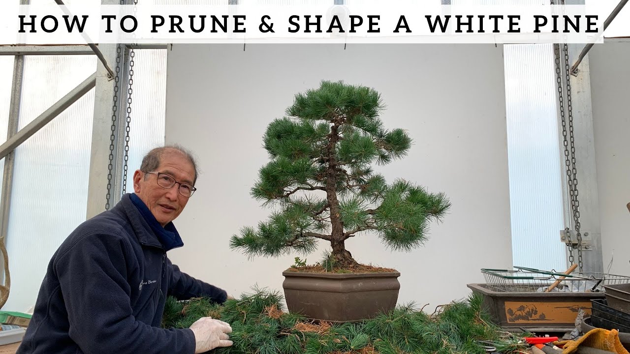 How To Prune And Shape A White Pine Youtube