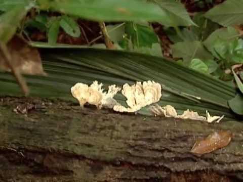 Algas Plantas E Fungos Youtube