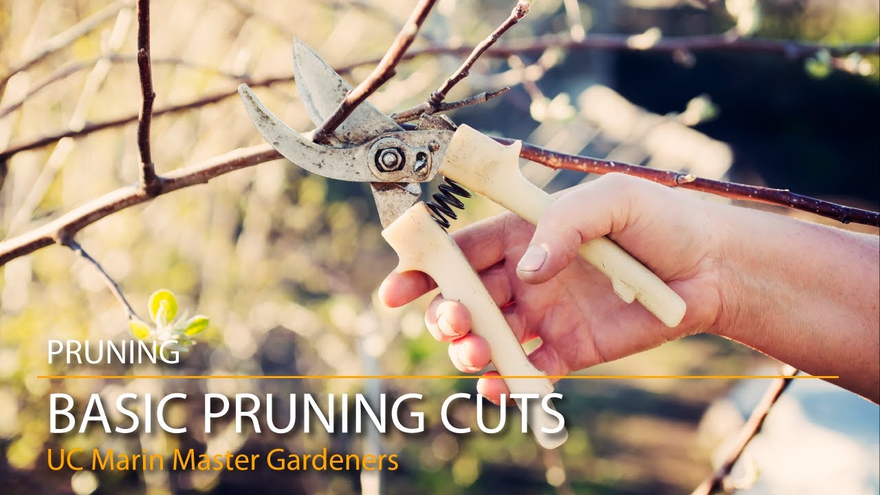 4 Basic Pruning Cuts Demonstrated Explained Youtube