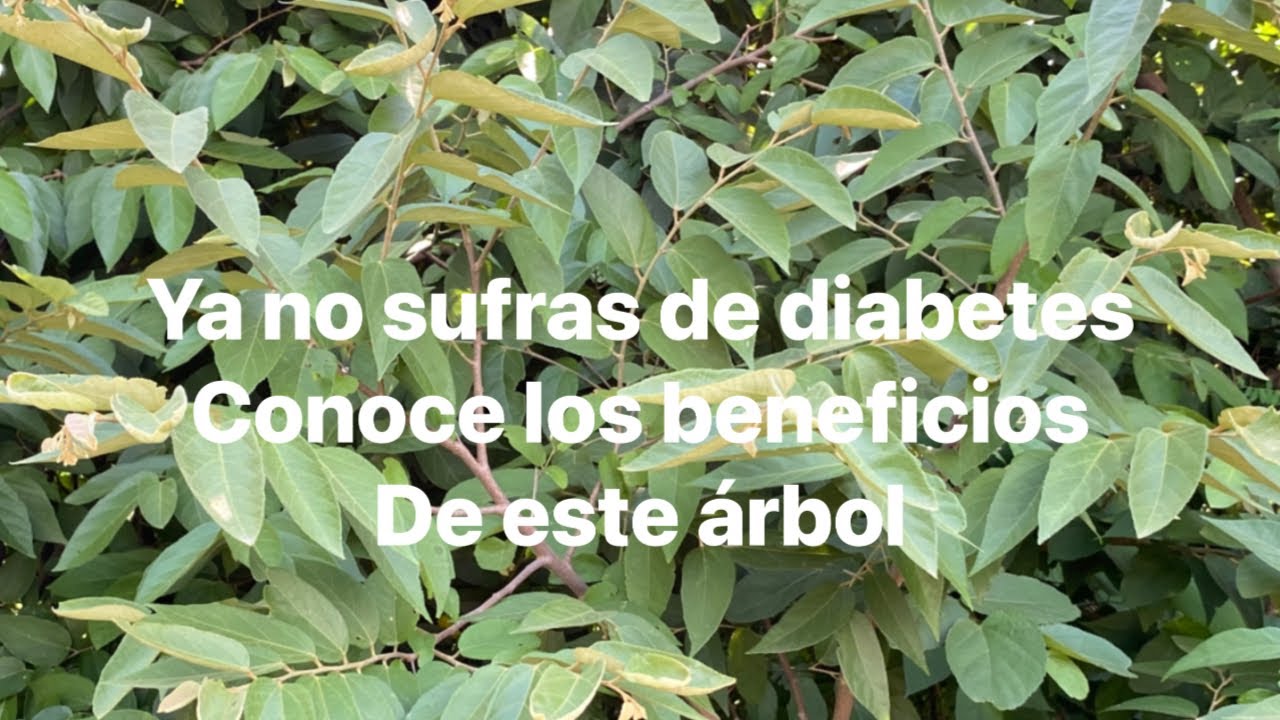 Aquiche O Guásima Conoce Los Beneficios De Este árbol Ya No Sufras De
