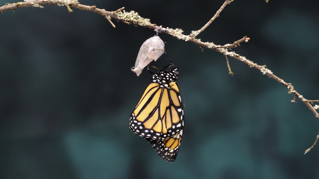 Monarch Butterfly Emerging From Chrysalis Time Lapse It S A Struggle