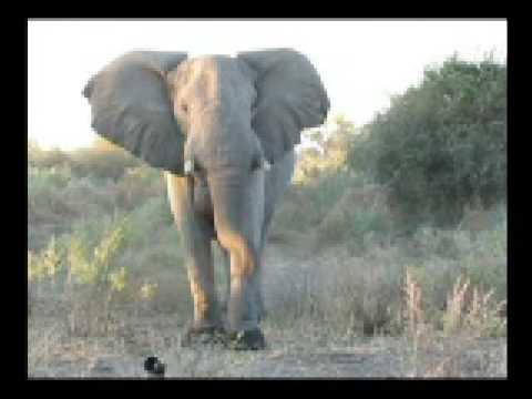 Elephant Mock Charge 1 Youtube