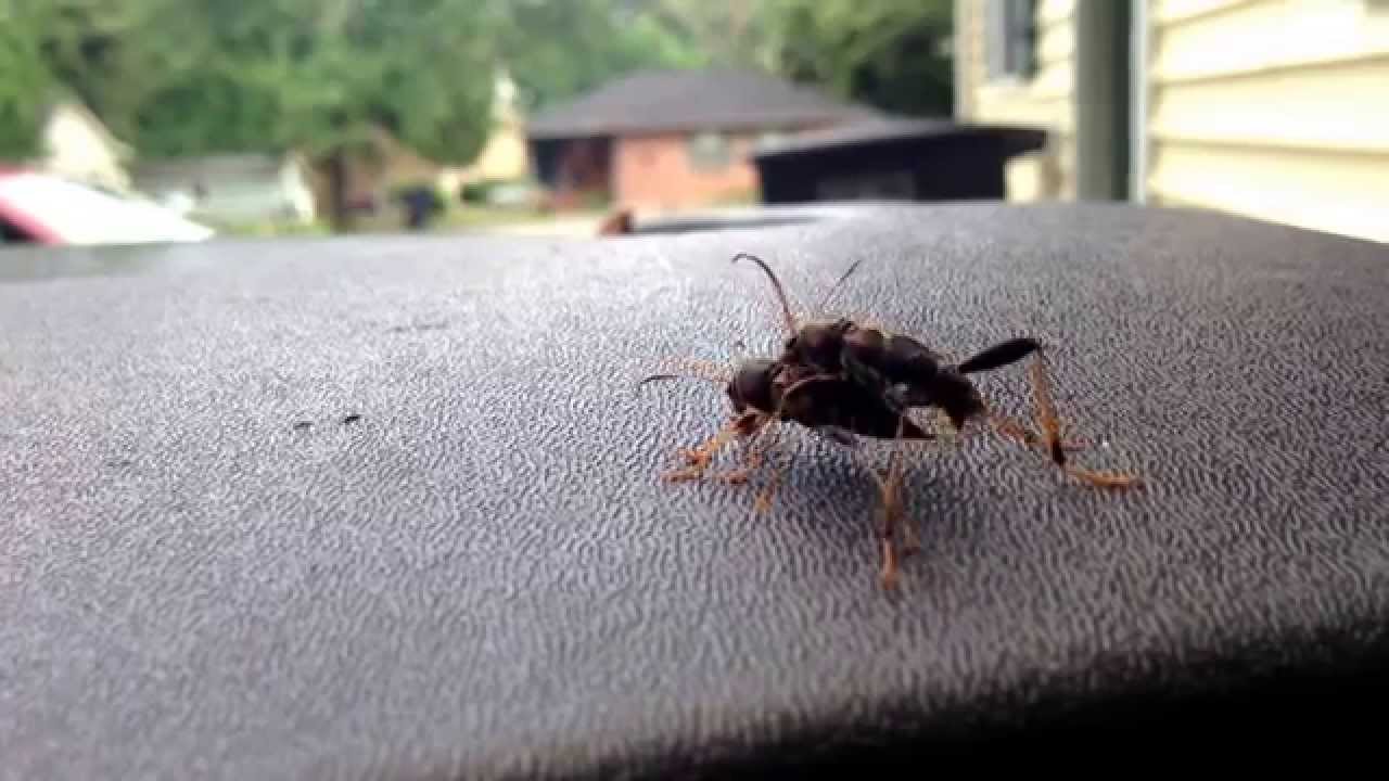 Insects Dancing Youtube