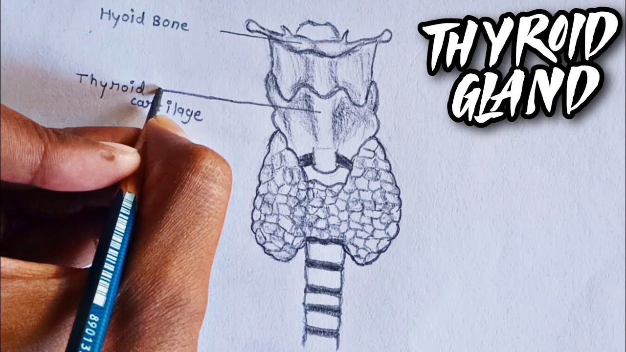 Thyroid Drawing