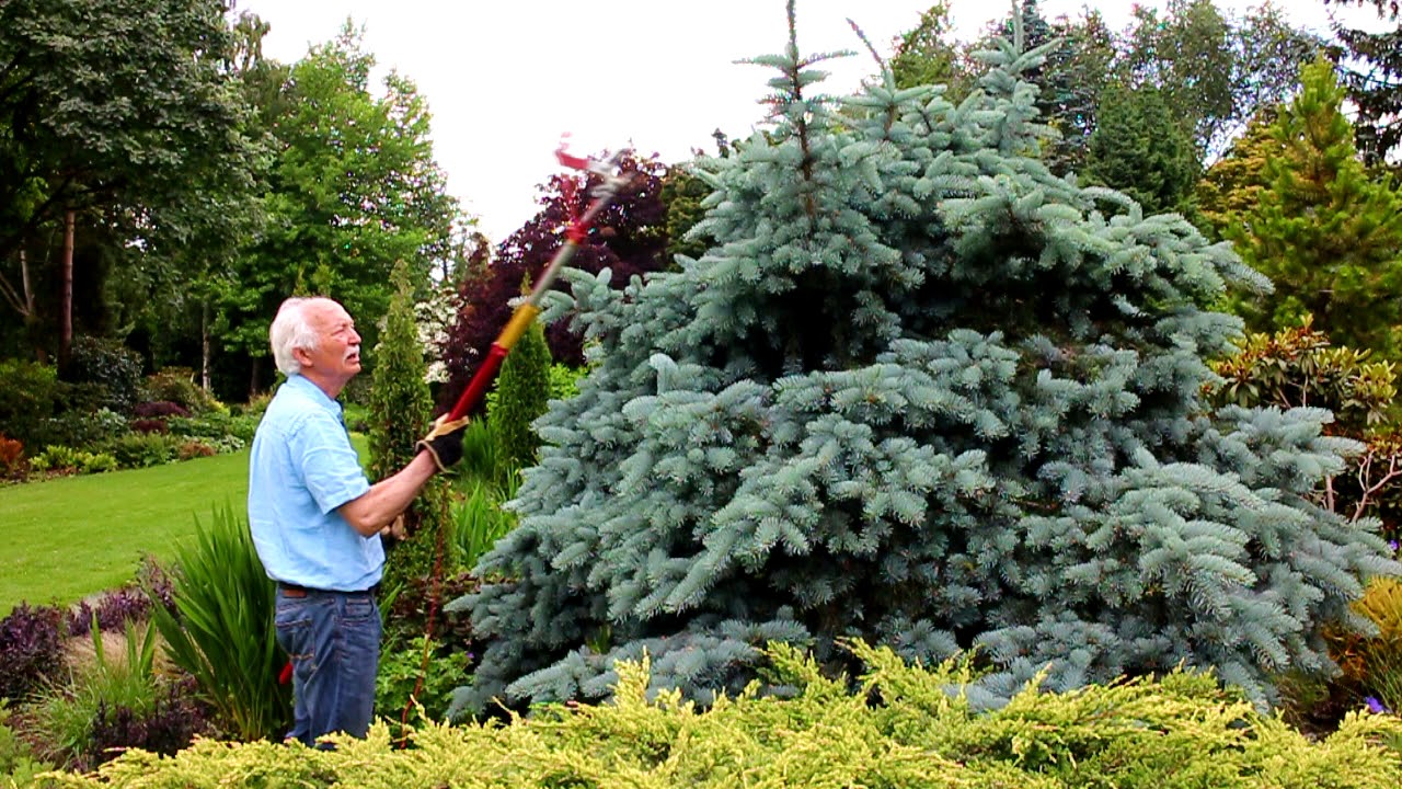 Pruning Conifers With Adrian Bloom Youtube