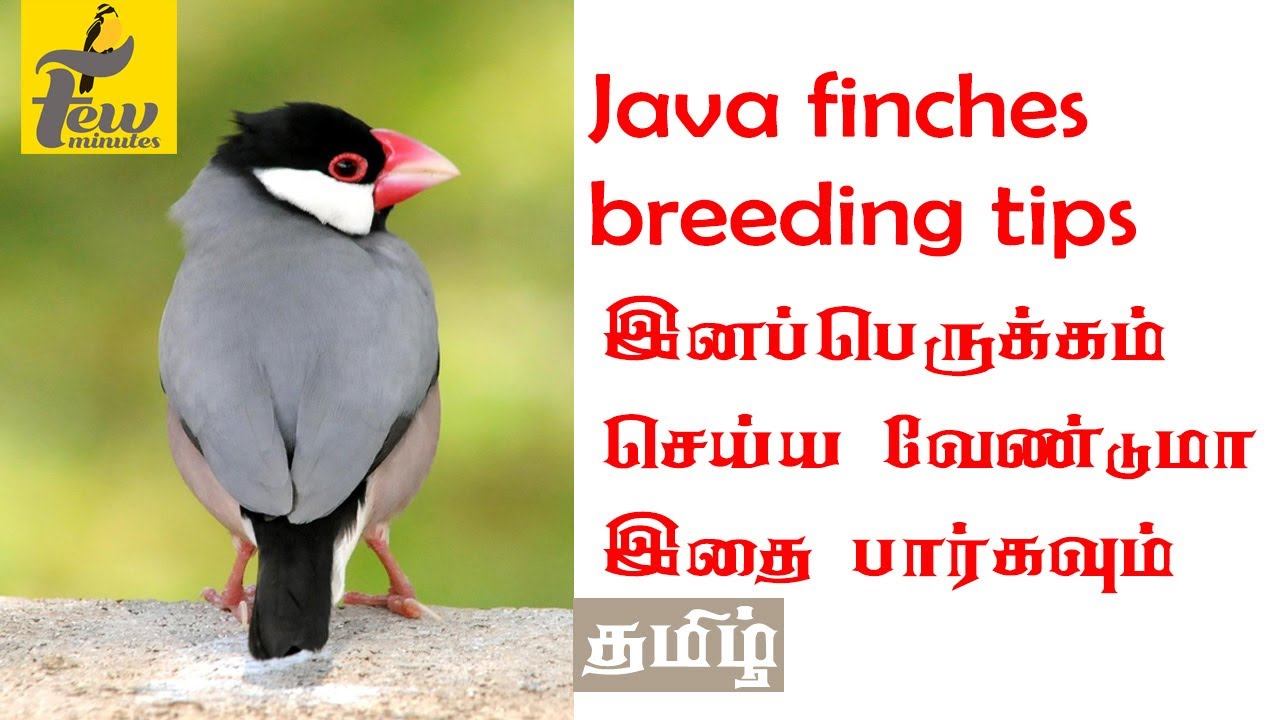 Java Bird Breeding Tips Tamil Java Caring Tips In Tamil