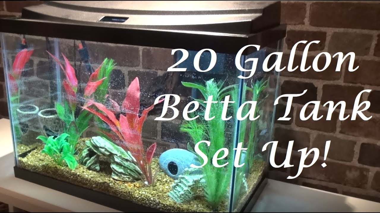What Animals Can I Keep In A 20 Gallon Tank At Crystal Yazzie Blog