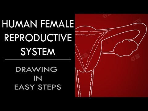 How To Draw Female Reproductive System In Easy Ste Video