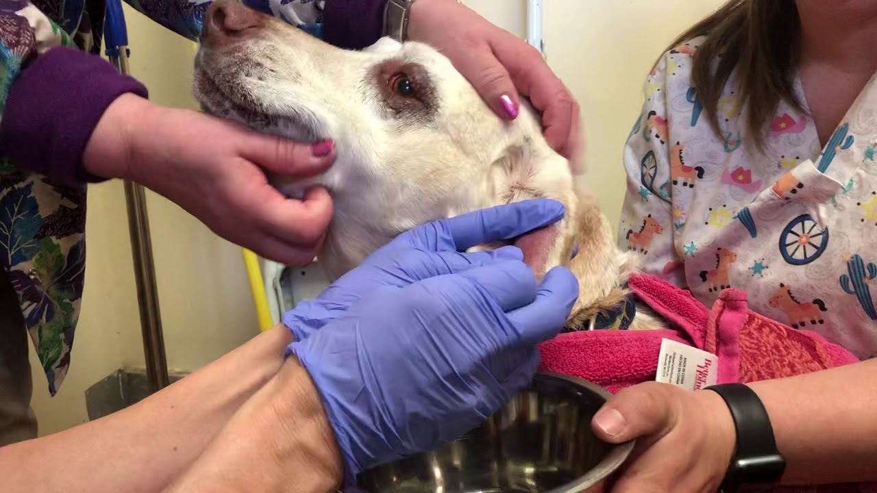 Ear Hematoma Surgery In A Dog Aural Hematoma Veterinary Surgery Youtube