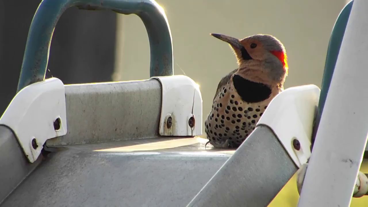 Machine Gun Woodpecker Flicker Youtube