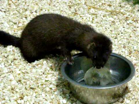 Ranuazoo European Mink 2 Youtube