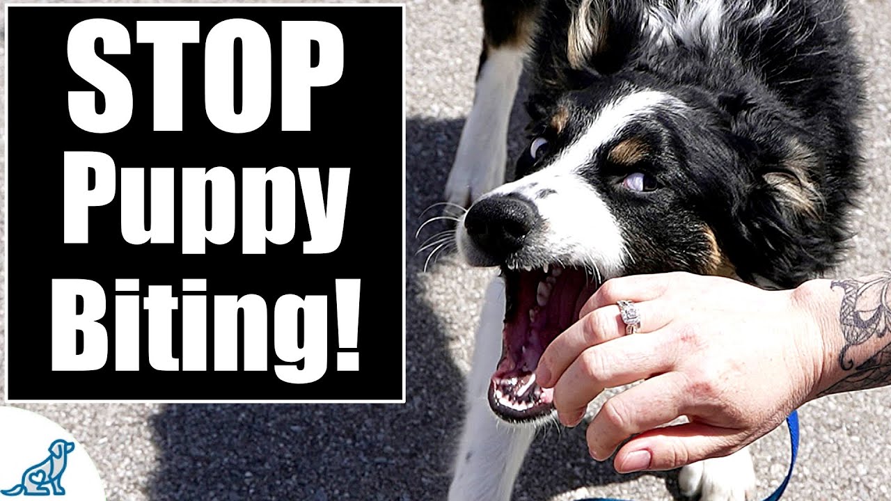 Your Complete Guide To Stop Puppy Biting Ur Dog Store