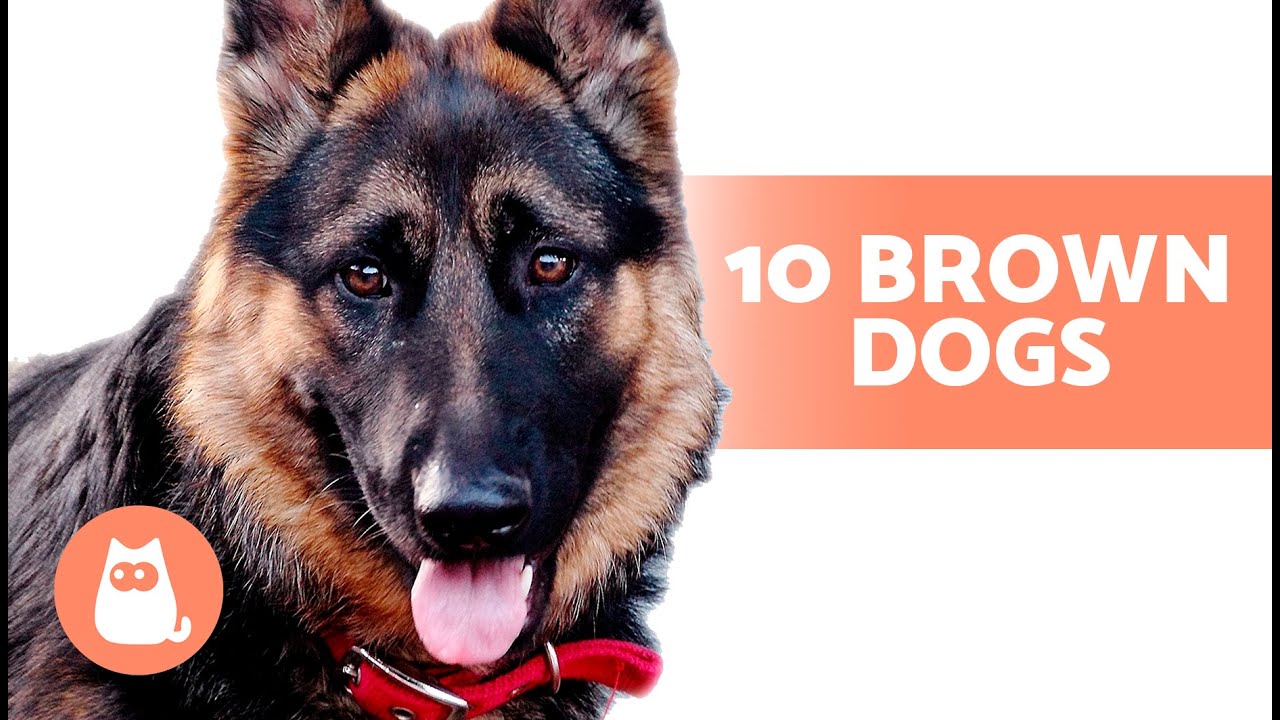 10 Brown Dog Breeds рџђ Which One Is Your Favorite Youtube