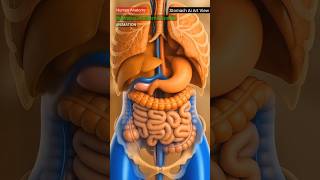 Illustration Of Digestive System 3d Human Anatomy Animation Stomach Ai