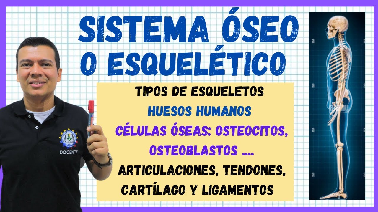 Sistema Oseo O Esqueletico Huesos Del Cuerpo Humano Funciones