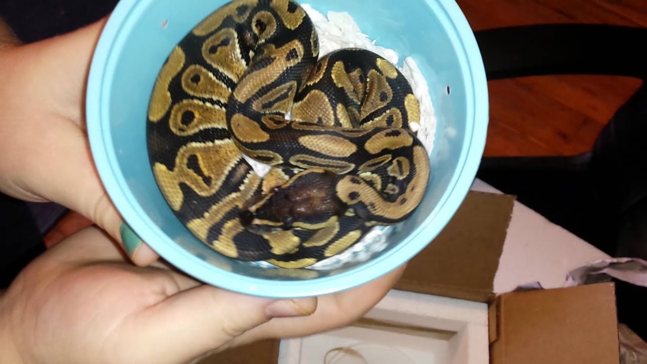 Unboxing Ball Python From Backwater Reptiles Youtube