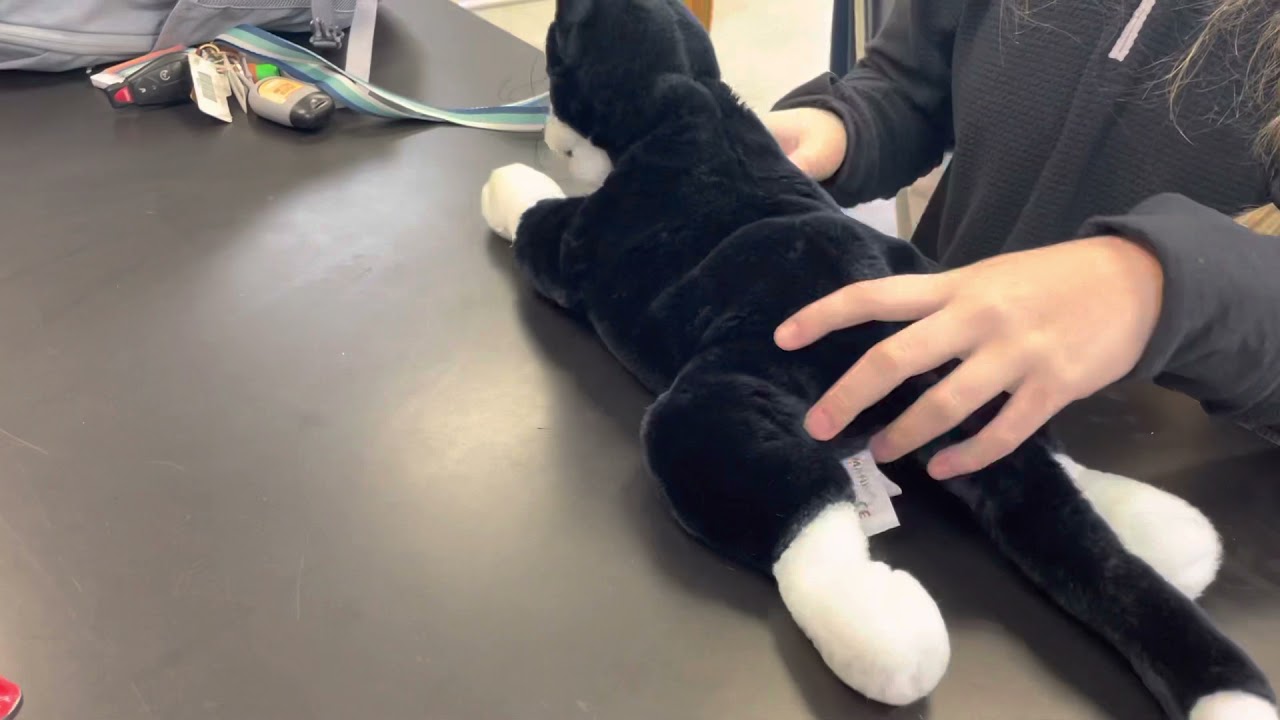 Restrain Of The Cat For Cephalic Iv Catheter Placement Youtube