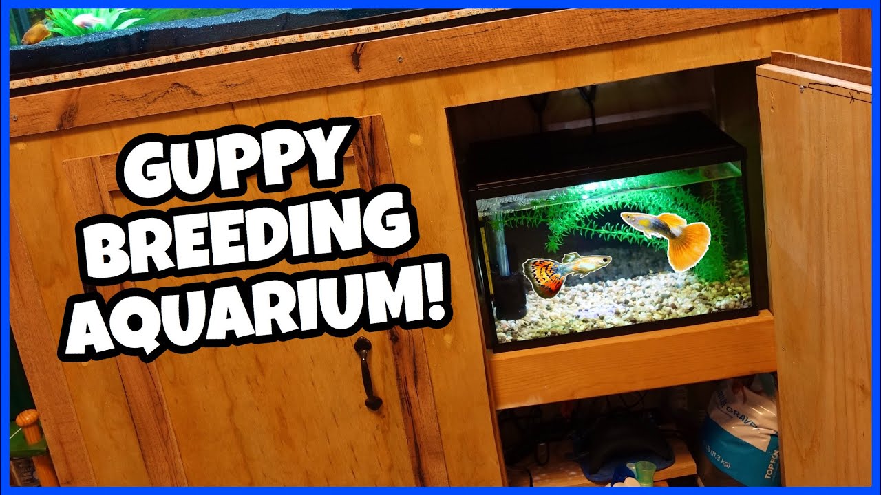 Guppy Breeding Tank Set Up At Patsy Jackson Blog