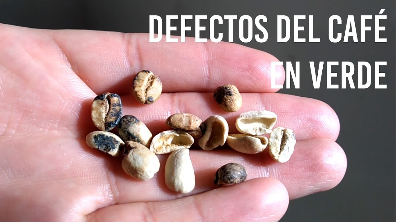 Defectos Del Café En Verde Youtube
