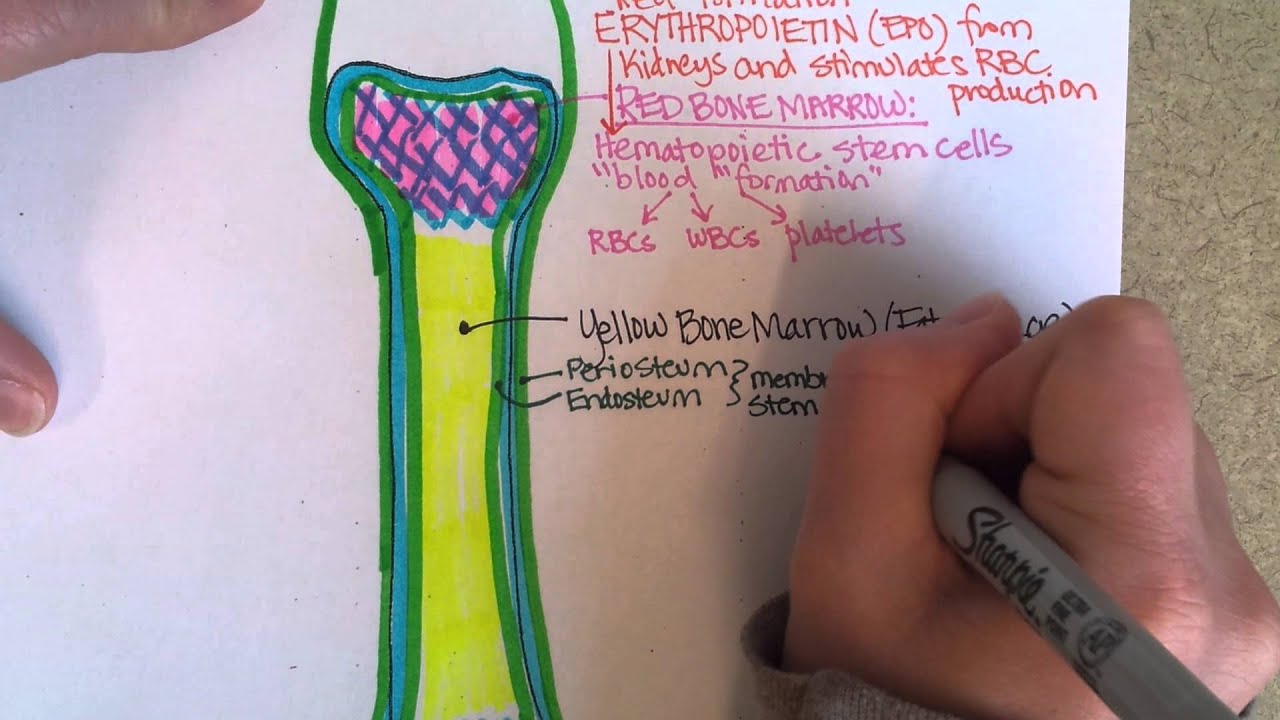 Bone Anatomy Part 1 Youtube