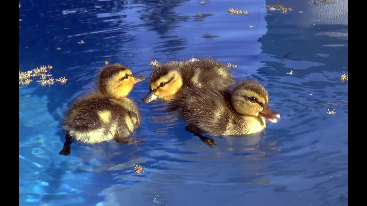 Baby Ducks In My Pool First Day Of Life An Amazing Story Youtube