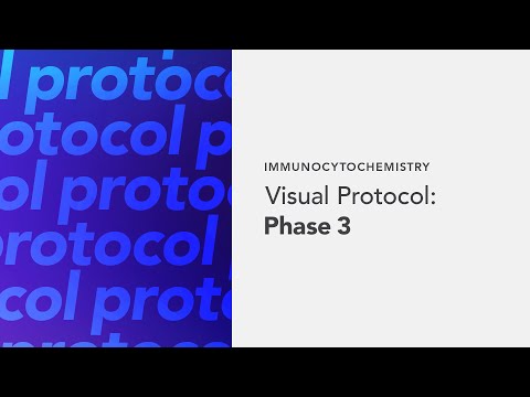 Immunocytochemistry Visual Protocol Phase 3 Youtube
