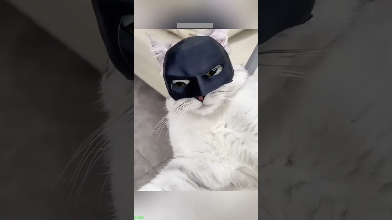 Funny Cat Fails Funny Cat Compilation Funny Cats Viral Part 384