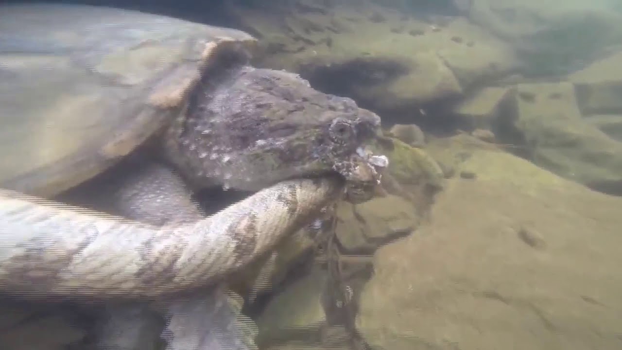 Snapping Turtle Vs Snake Youtube
