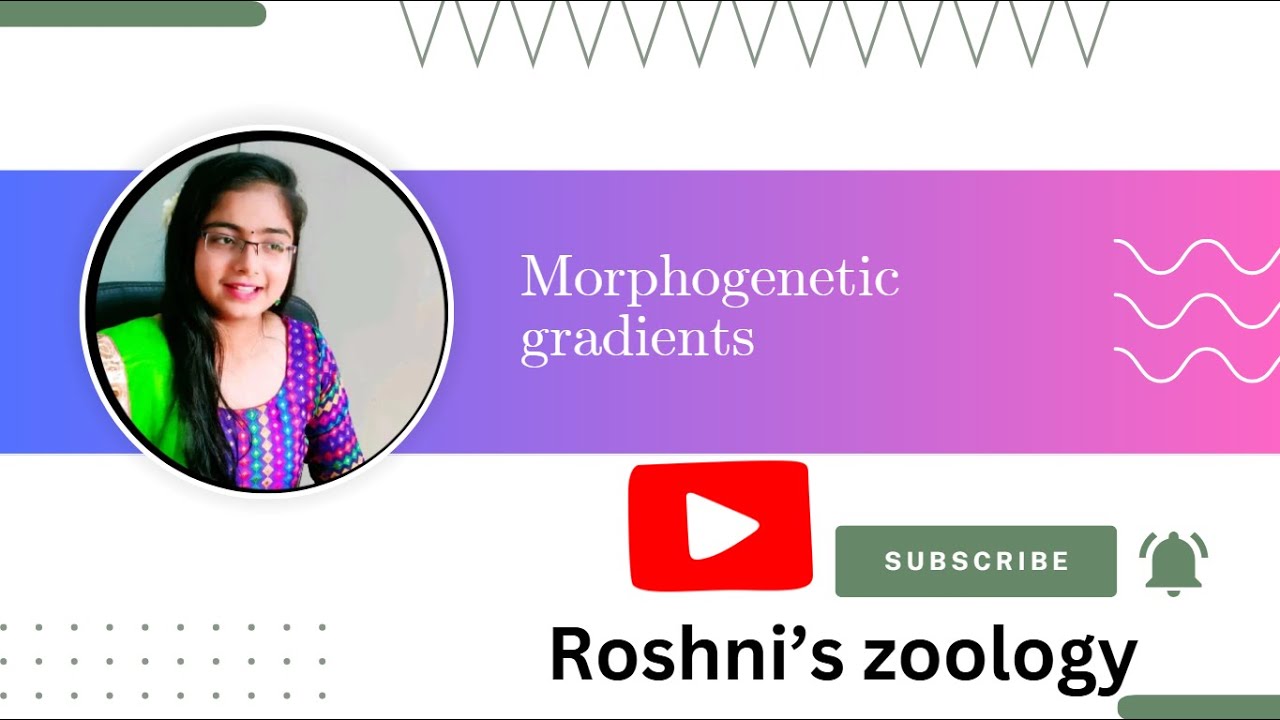 Morphogenetic Gradients Developmental Biology Youtube