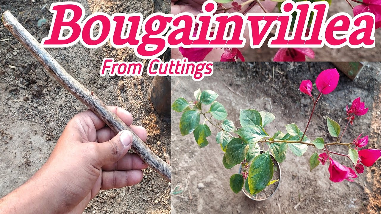 How To Propagate Bougainvillea From Cuttings Easily Youtube