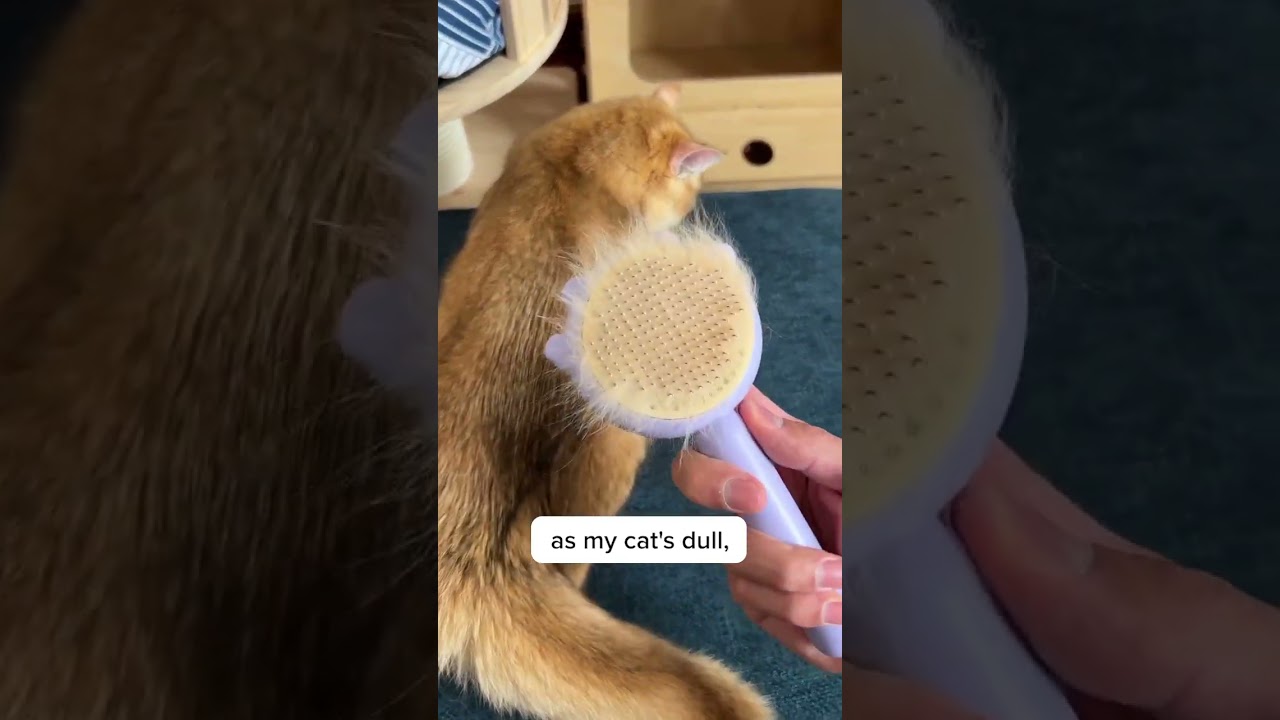 Top 5 Beginner Monster Fish For Your Freshwater Fish Pond