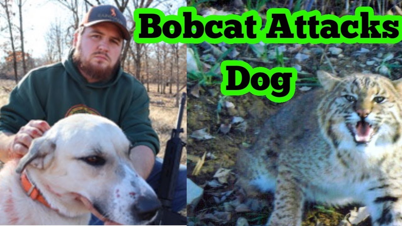 Bobcat Attacks Livestock Guardian Dog Youtube