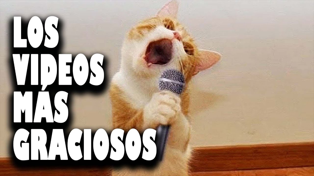 Los Videos Más Graciosos Youtube
