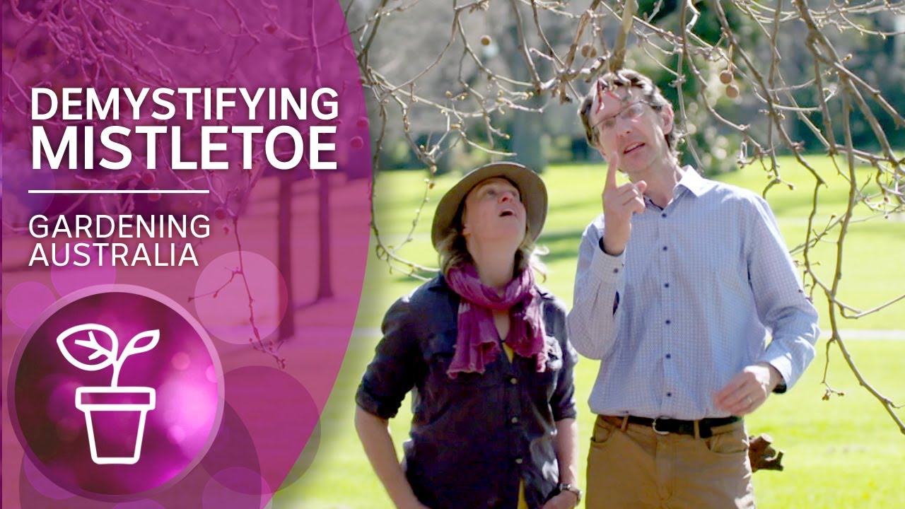 Making Trees Better With Mistletoe Youtube